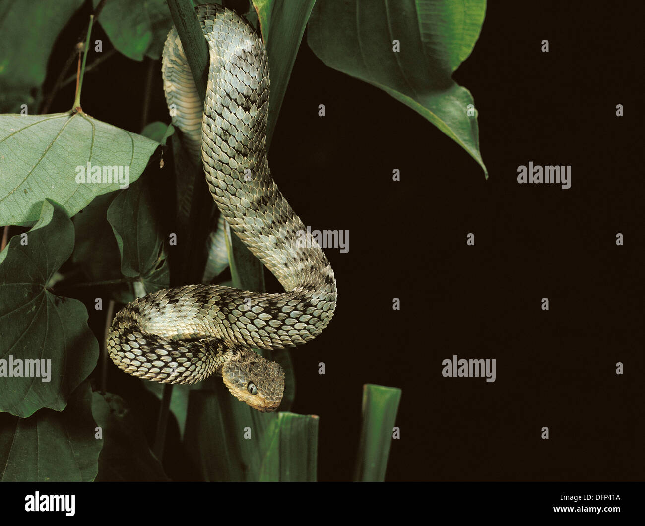 Green bush viper hi-res stock photography and images - Alamy