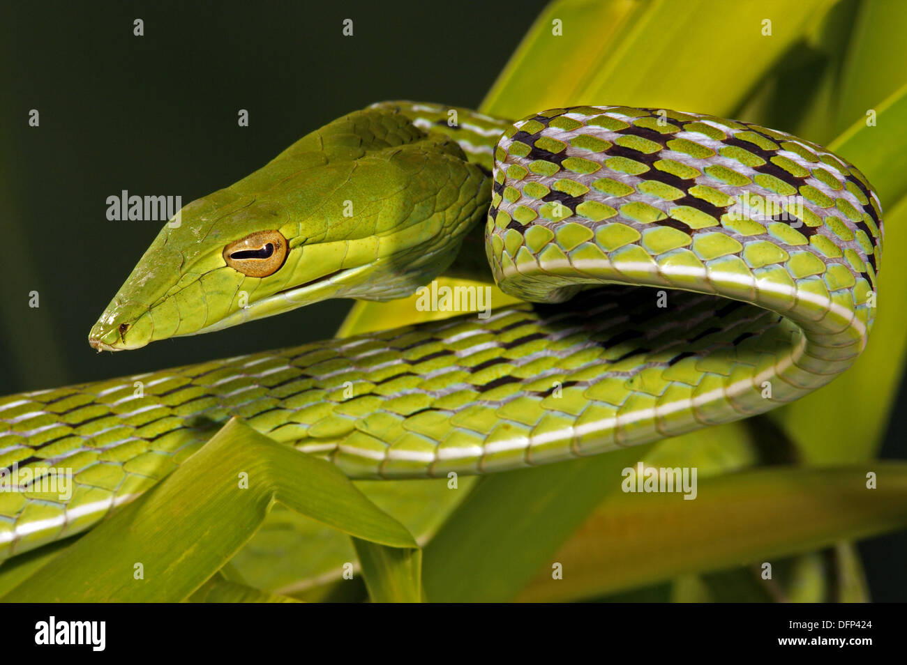 Long Nosed Tree Snake High Resolution Stock Photography and Images - Alamy