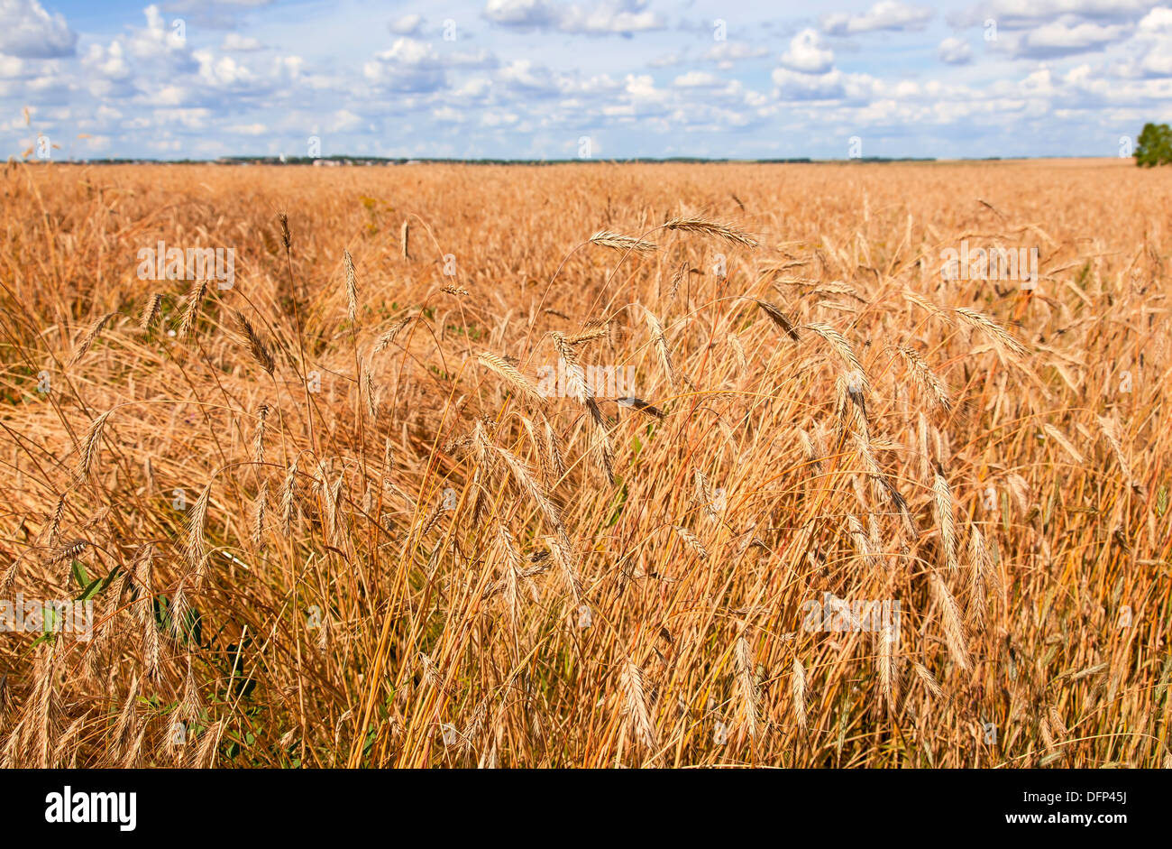 Autumn. The corn is getting ripe in the field Stock Photo - Alamy