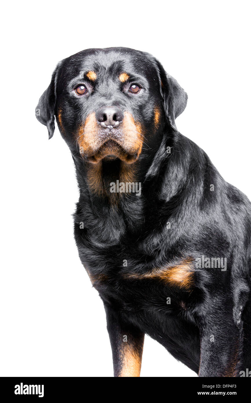 Rottweiler Aggressive High Resolution Stock Photography and Images - Alamy