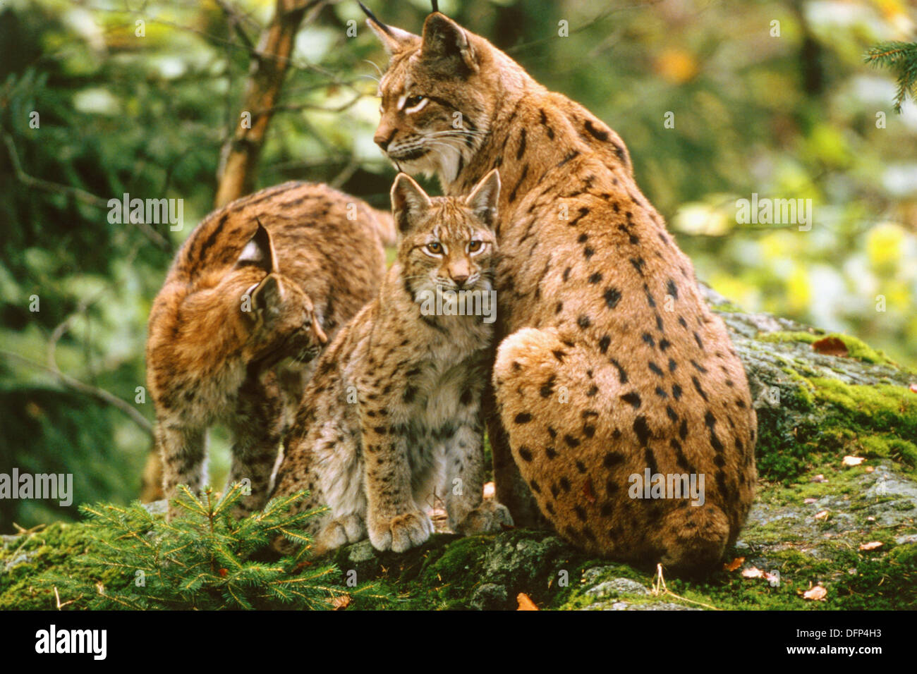 Lynxes zoology hi-res stock photography and images - Alamy