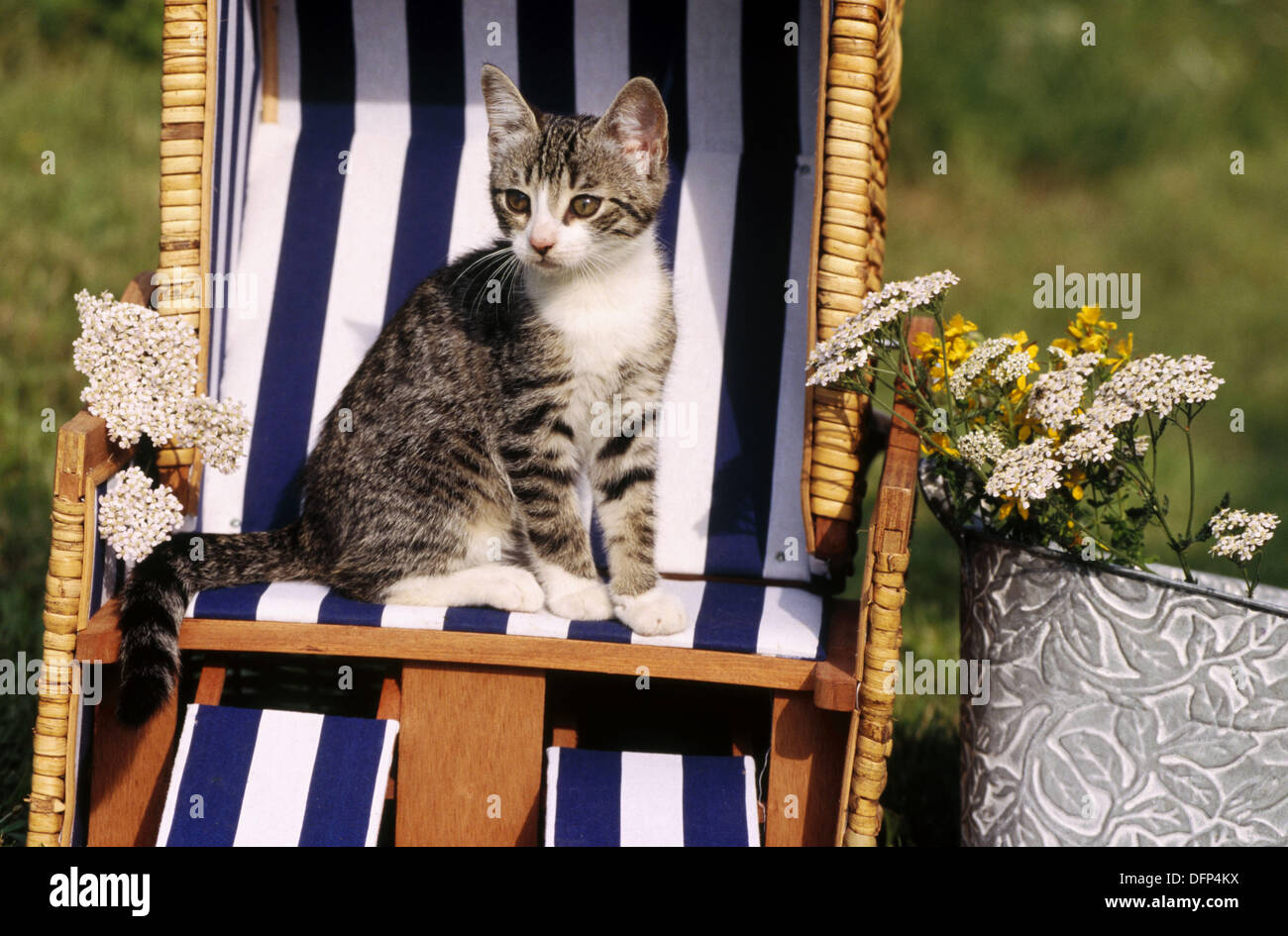 Kitten in beach chair hi-res stock photography and images - Alamy