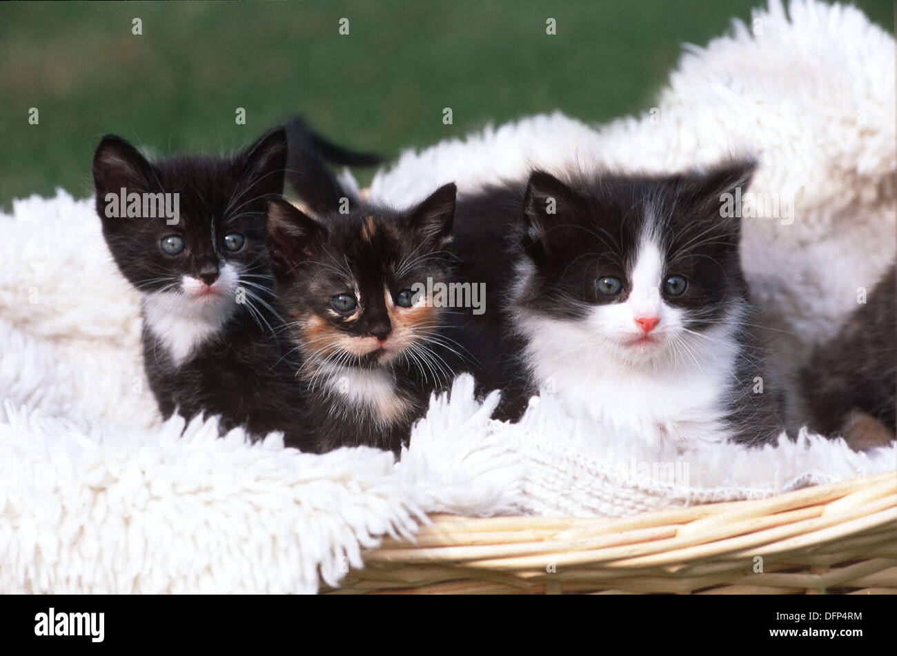 Three flower cat hi-res stock photography and images - Alamy