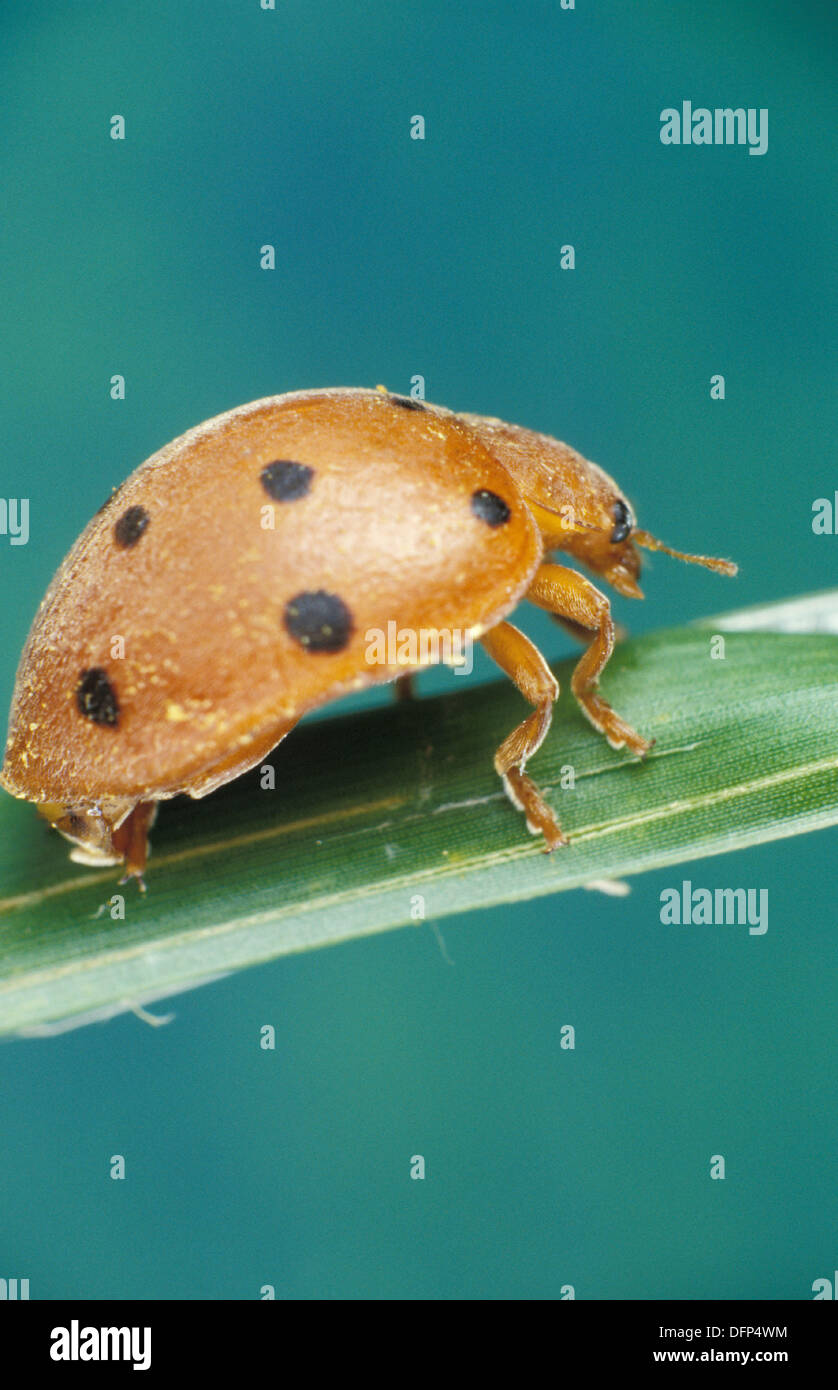Epilachna hi-res stock photography and images - Alamy