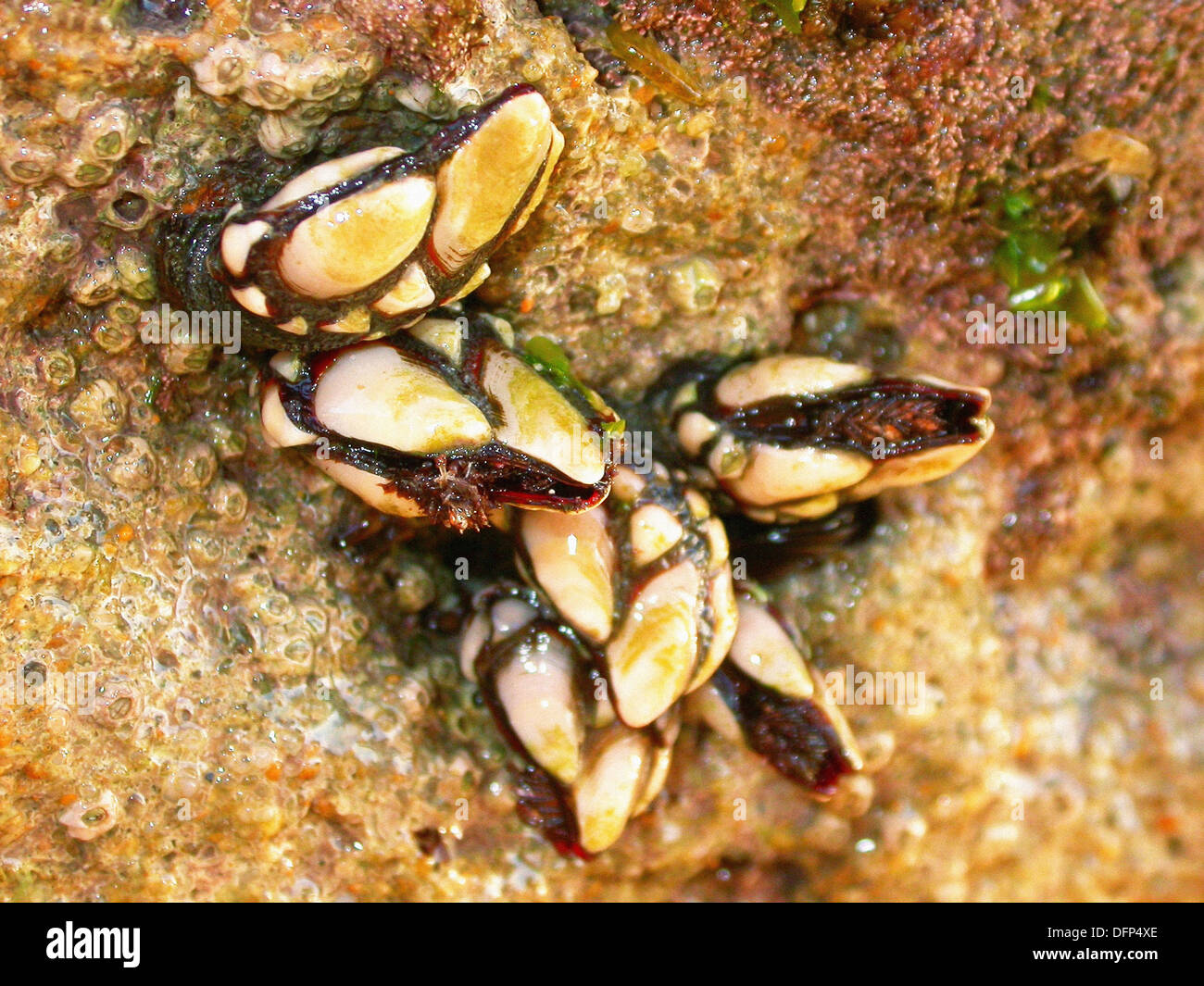 Cornucopiae High Resolution Stock Photography and Images - Alamy