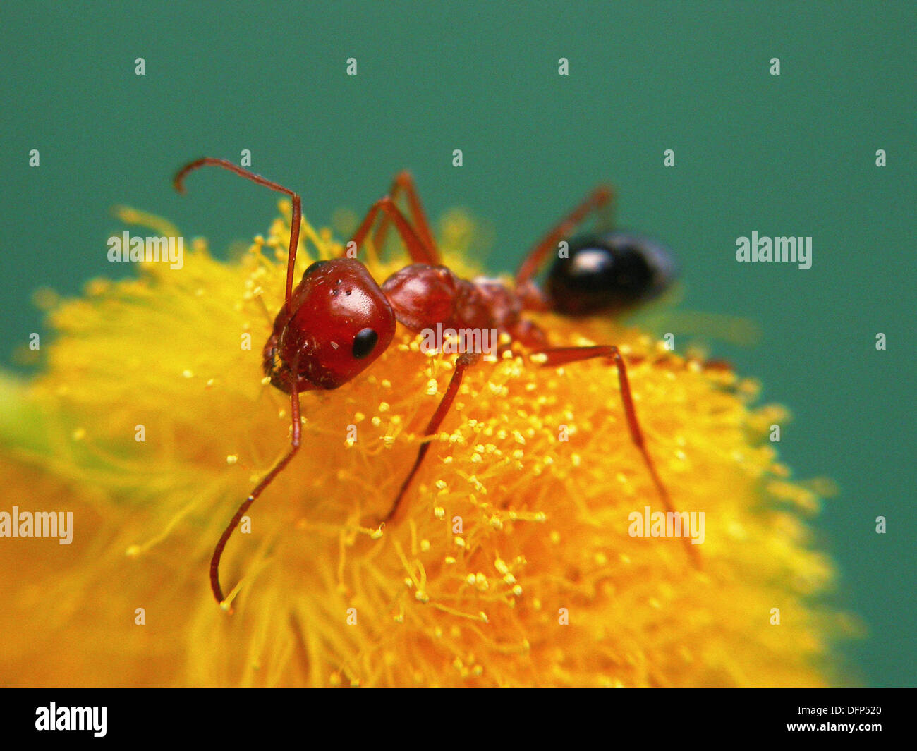 Acacia ants hi-res stock photography and images - Alamy