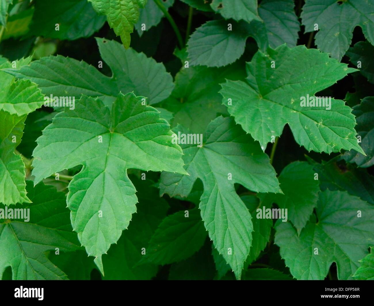 Leaves humulus lupulus hi-res stock photography and images - Alamy