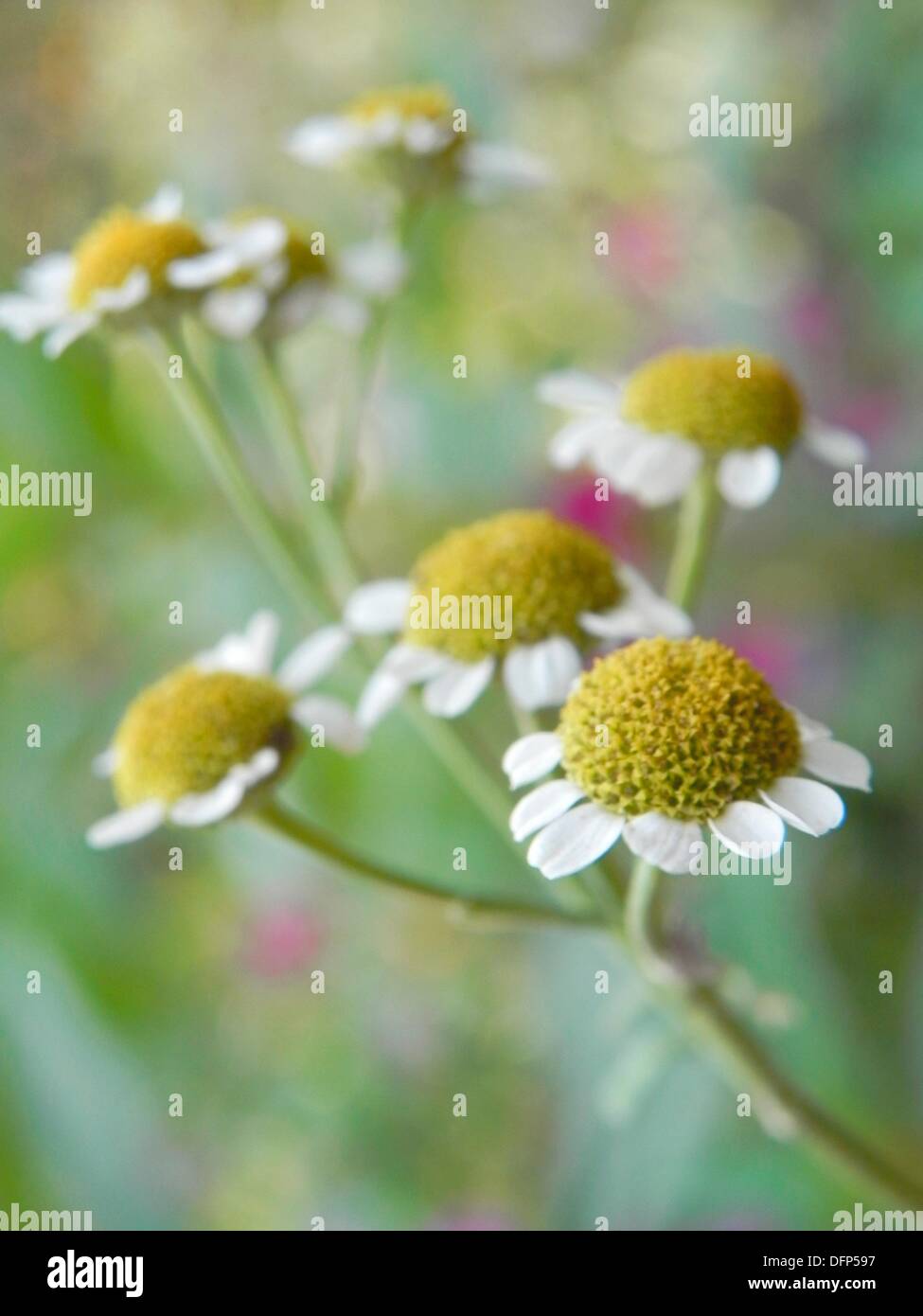 Pyrethrum Parthenium High Resolution Stock Photography and Images - Alamy