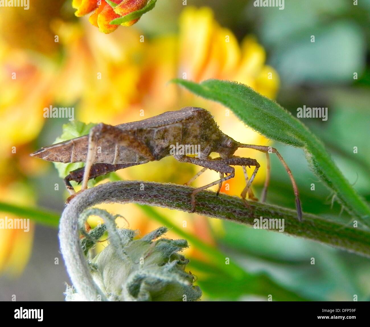 Leaf footed bug coreidae family hi-res stock photography and images - Alamy