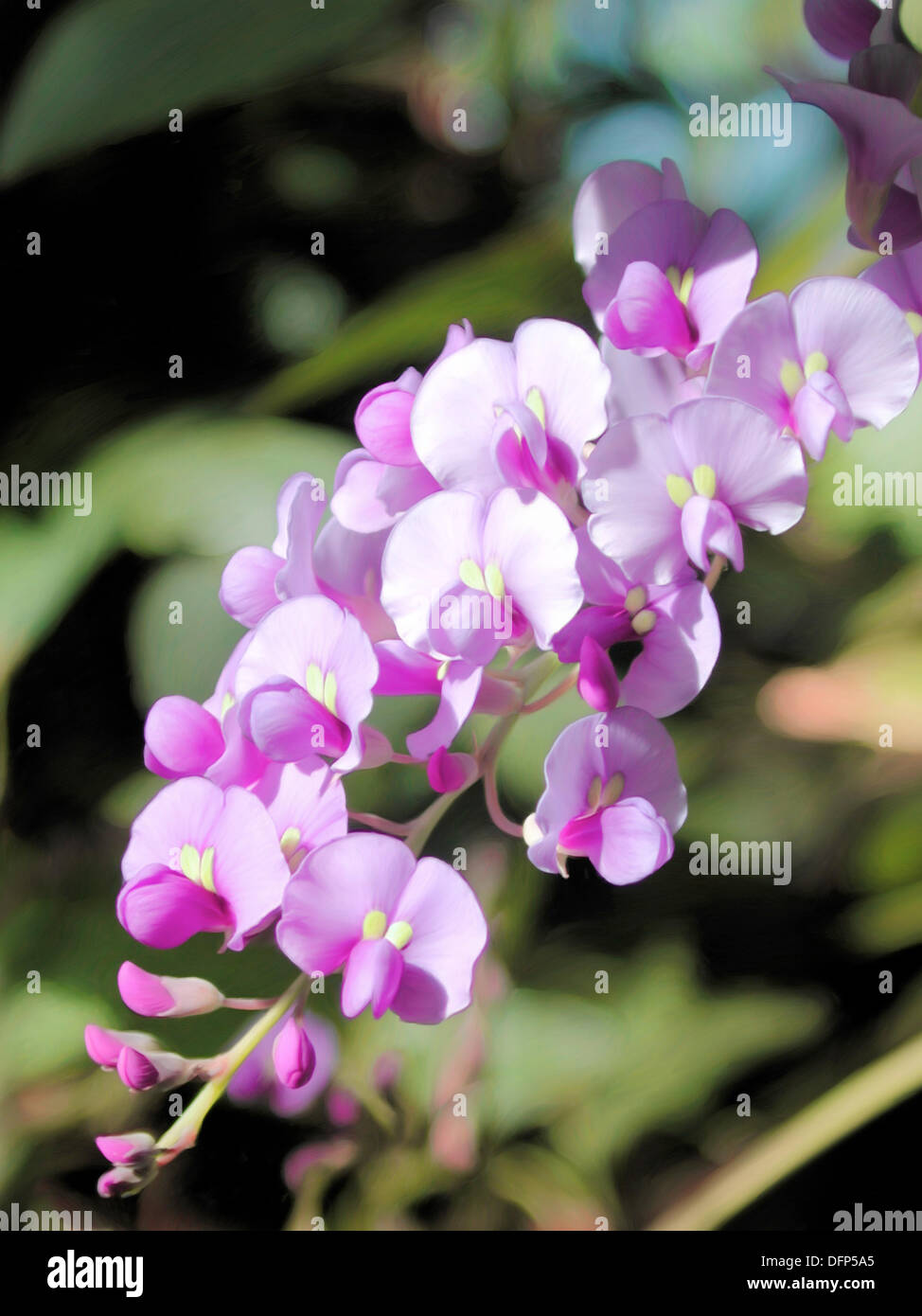 Purple coral pea hi-res stock photography and images - Alamy
