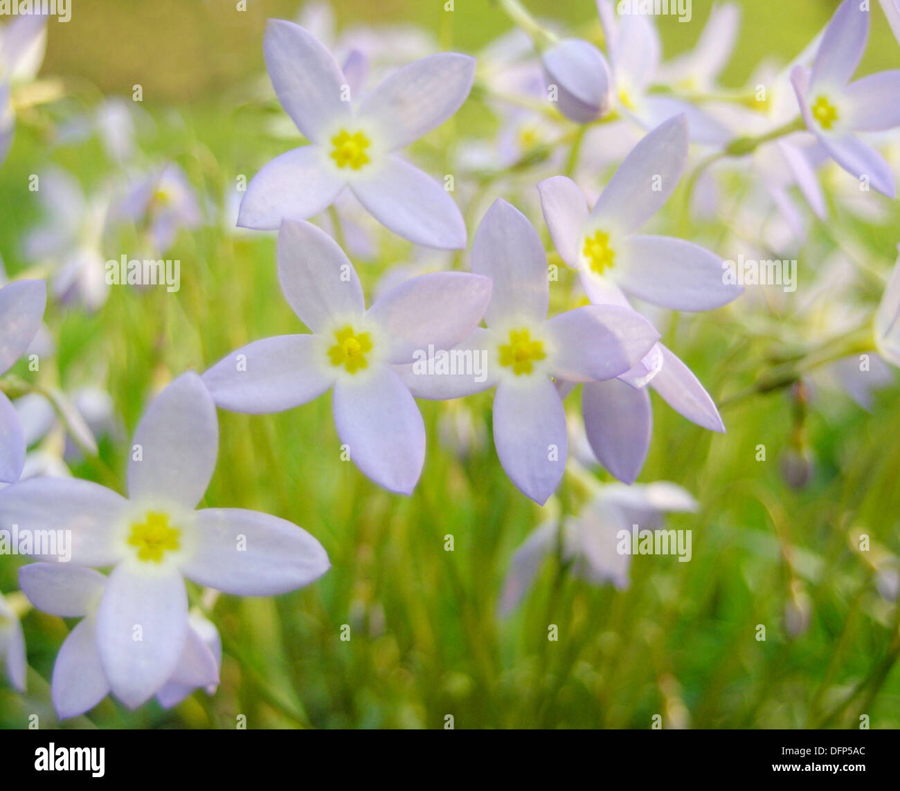 Houstonia Caerulea High Resolution Stock Photography and Images - Alamy
