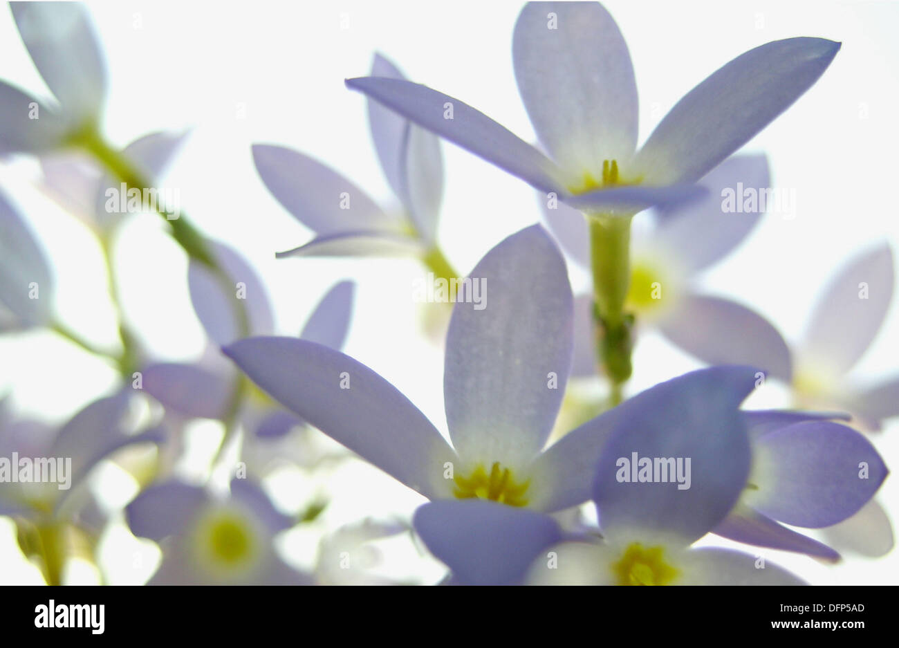 Houstonia Caerulea High Resolution Stock Photography and Images - Alamy