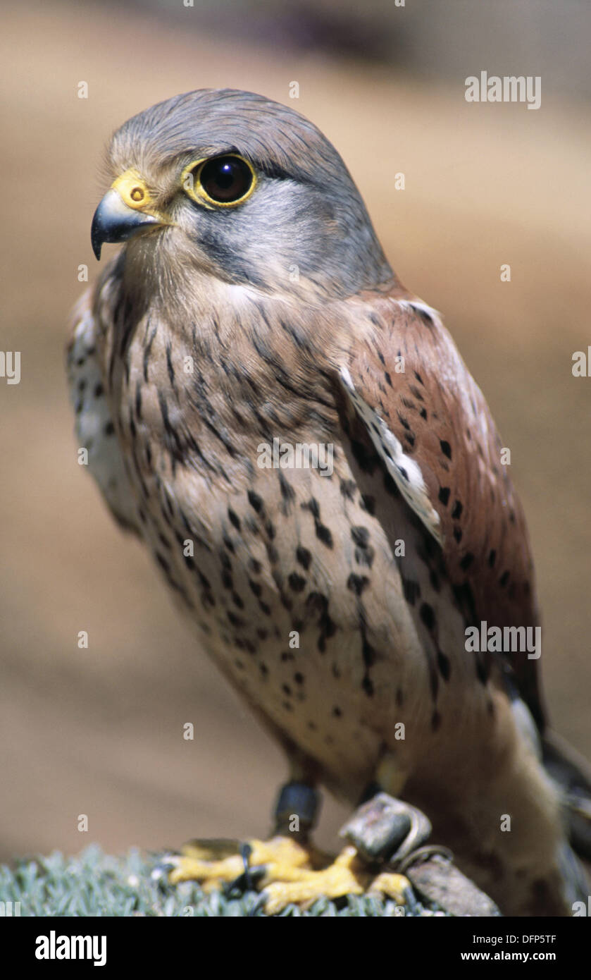 Krestel hi-res stock photography and images - Alamy