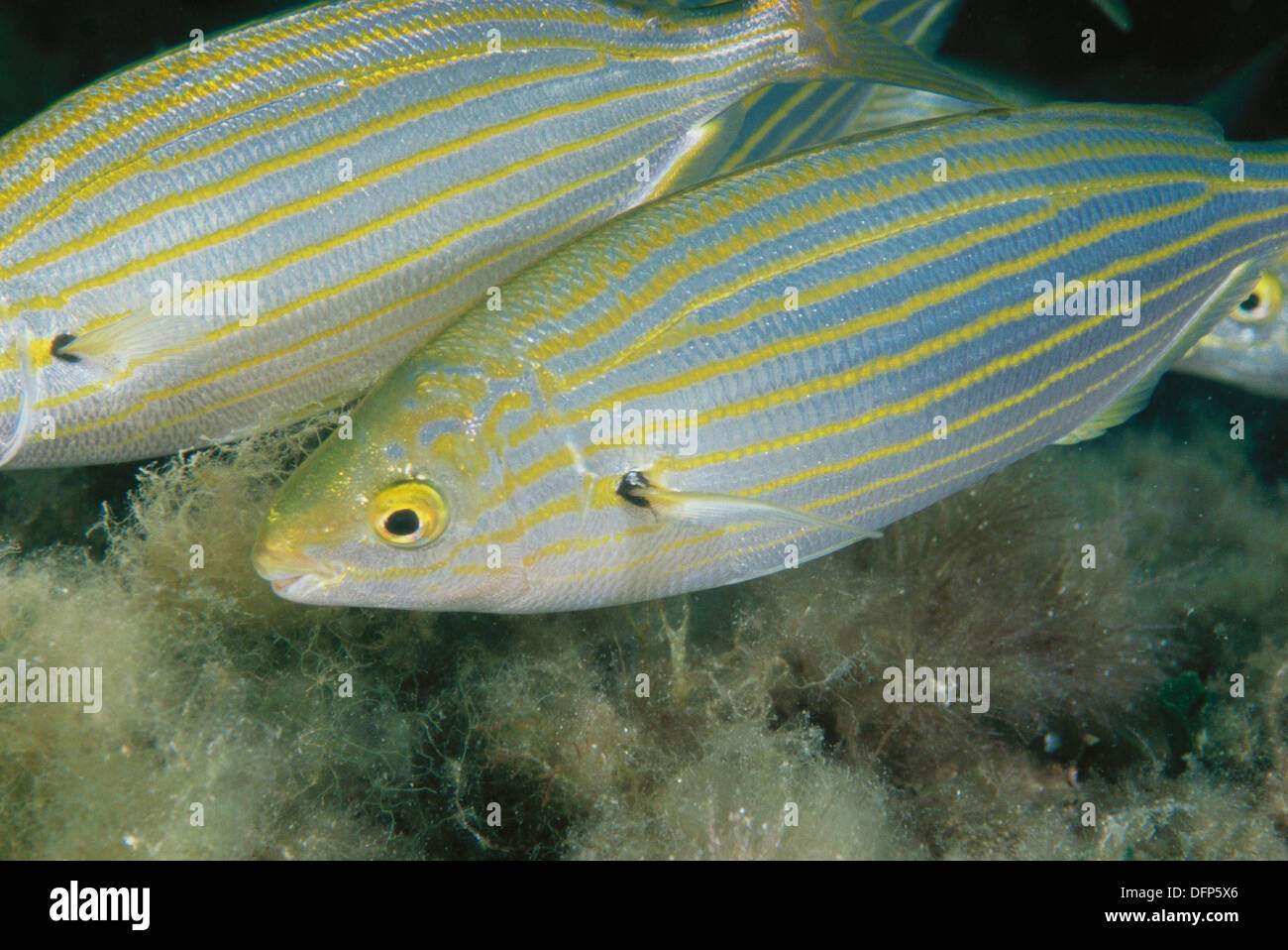 Salema fish hi-res stock photography and images - Alamy