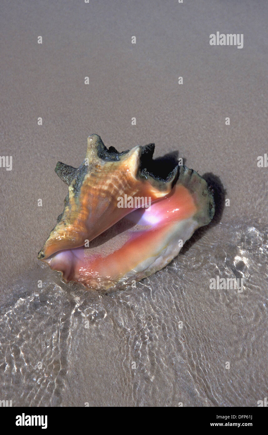 Queen conch shell on beach hi-res stock photography and images - Alamy