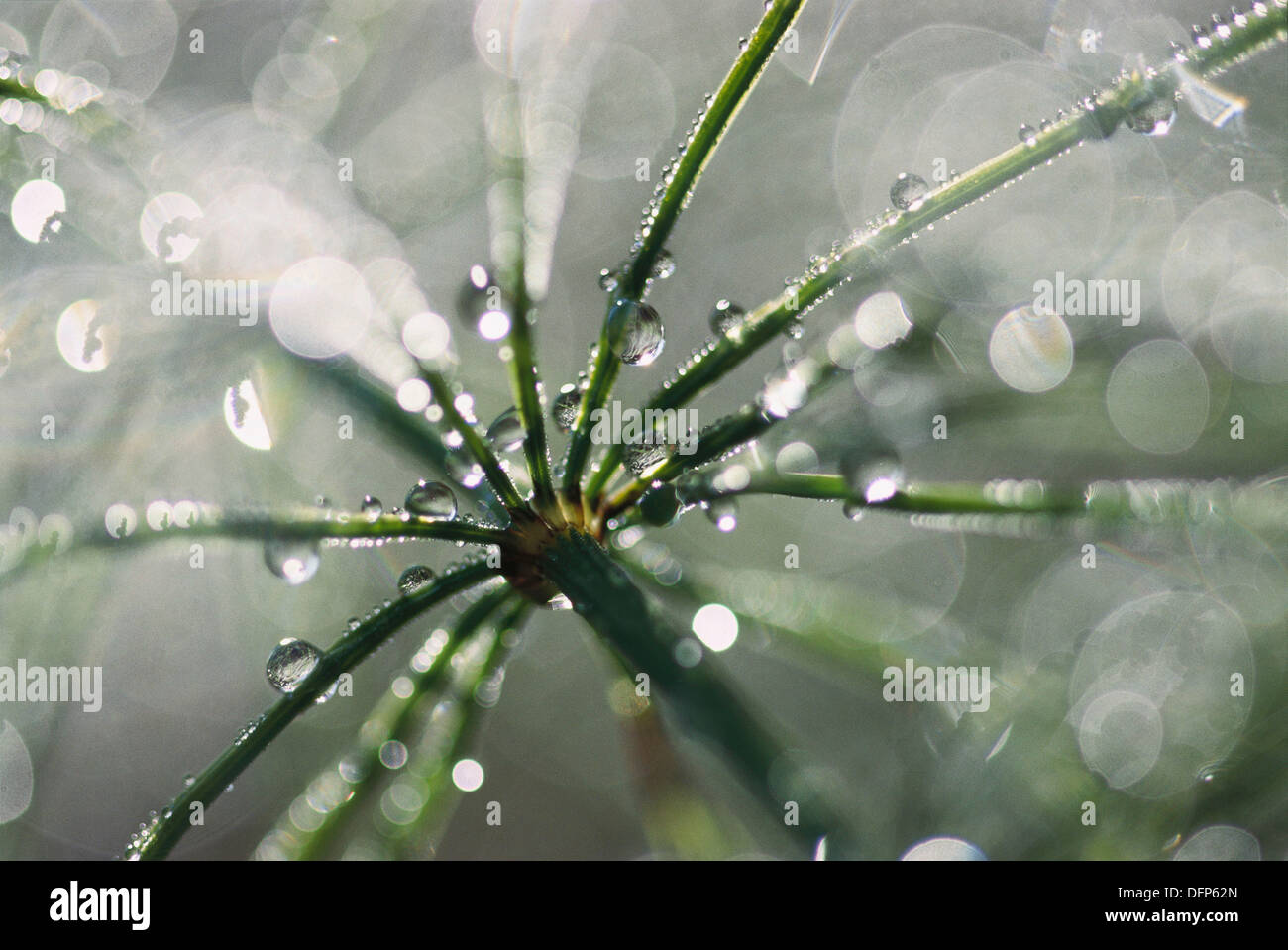 Horsetail equisetum sp hi-res stock photography and images - Alamy