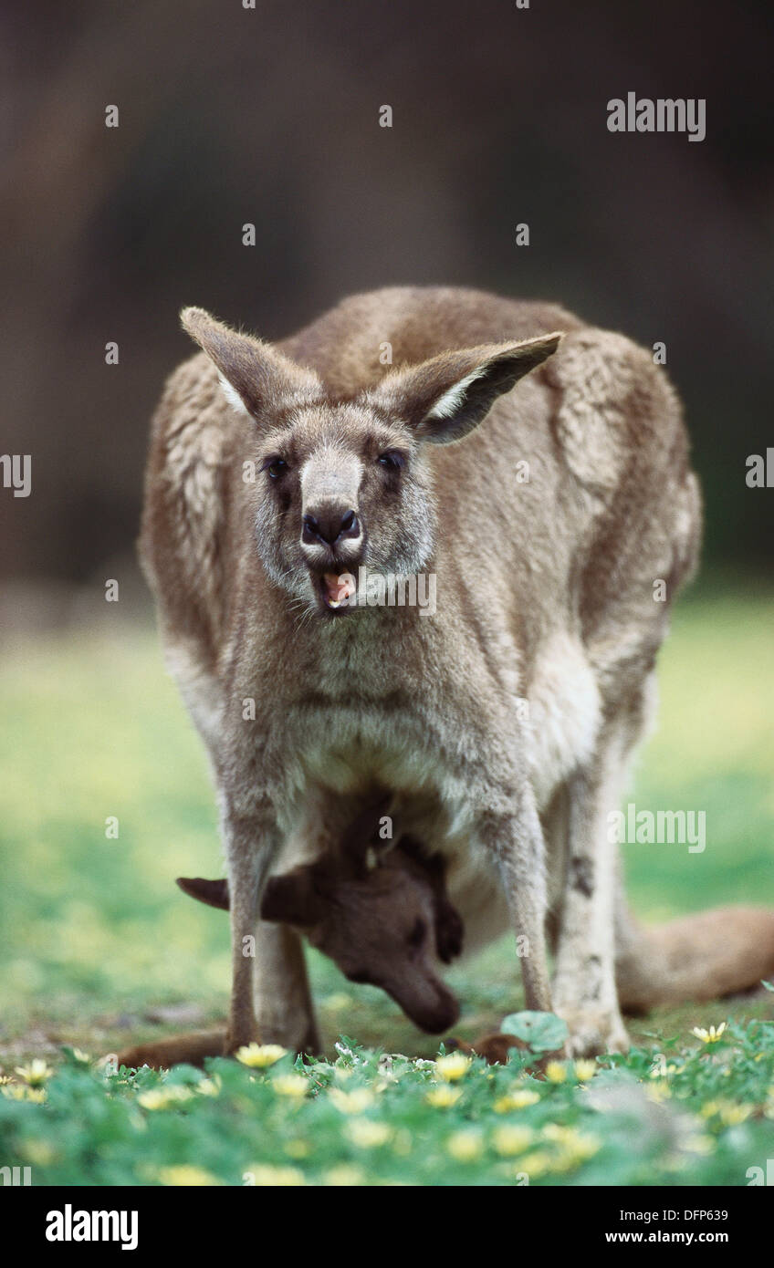 Aggressive Kangaroo High Resolution Stock Photography and Images - Alamy
