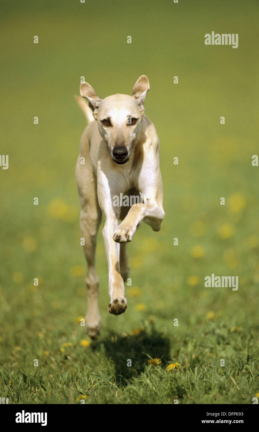 Sloughi dog hi-res stock photography and images - Alamy