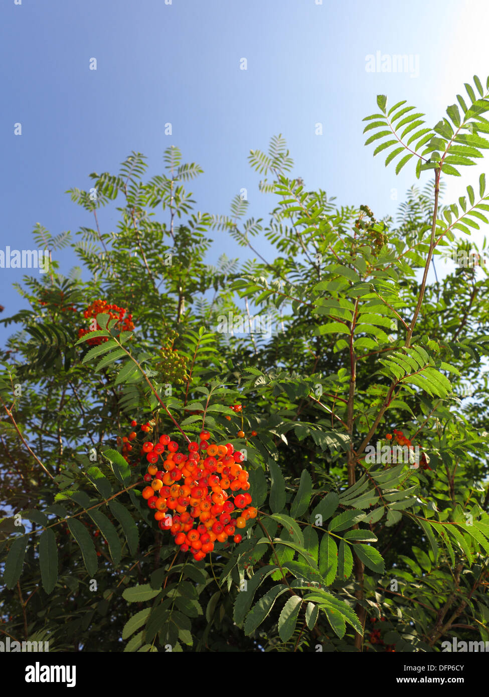 Autumn red rowan berries on a tree. Rowanberry ashberry in the fall in ...