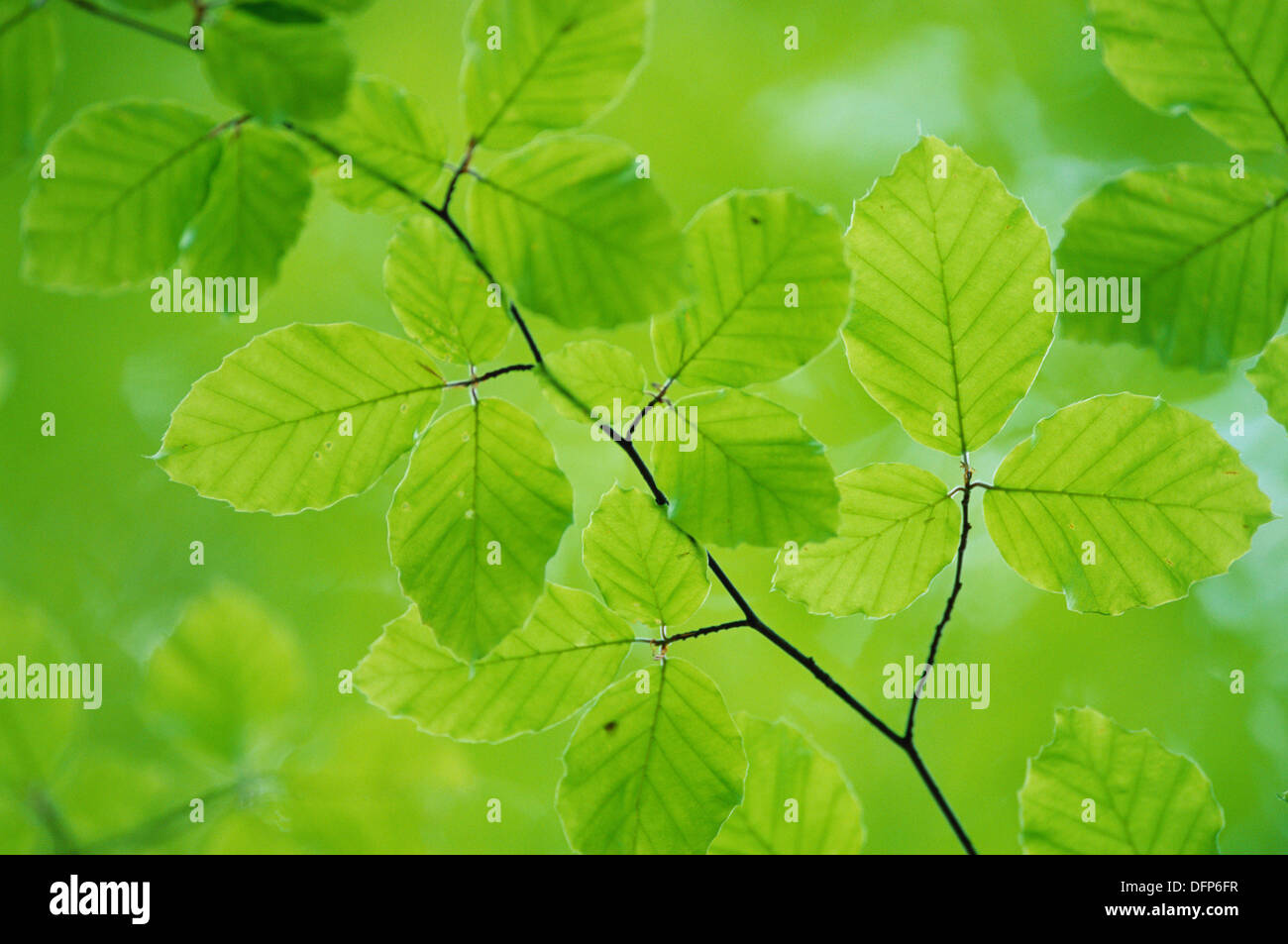 Beech-tree leaf in spring (Fagus sylvatica). Spessart, Bavaria. Germany ...