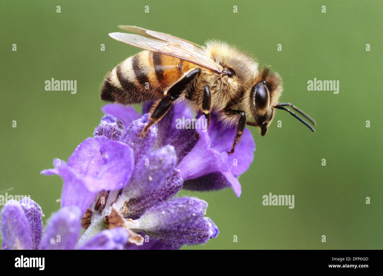 Honey bee (Apis mellifera). Bavaria. Germany Stock Photo - Alamy