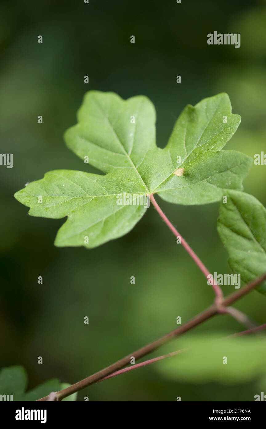 Field maple leaf hi-res stock photography and images - Alamy