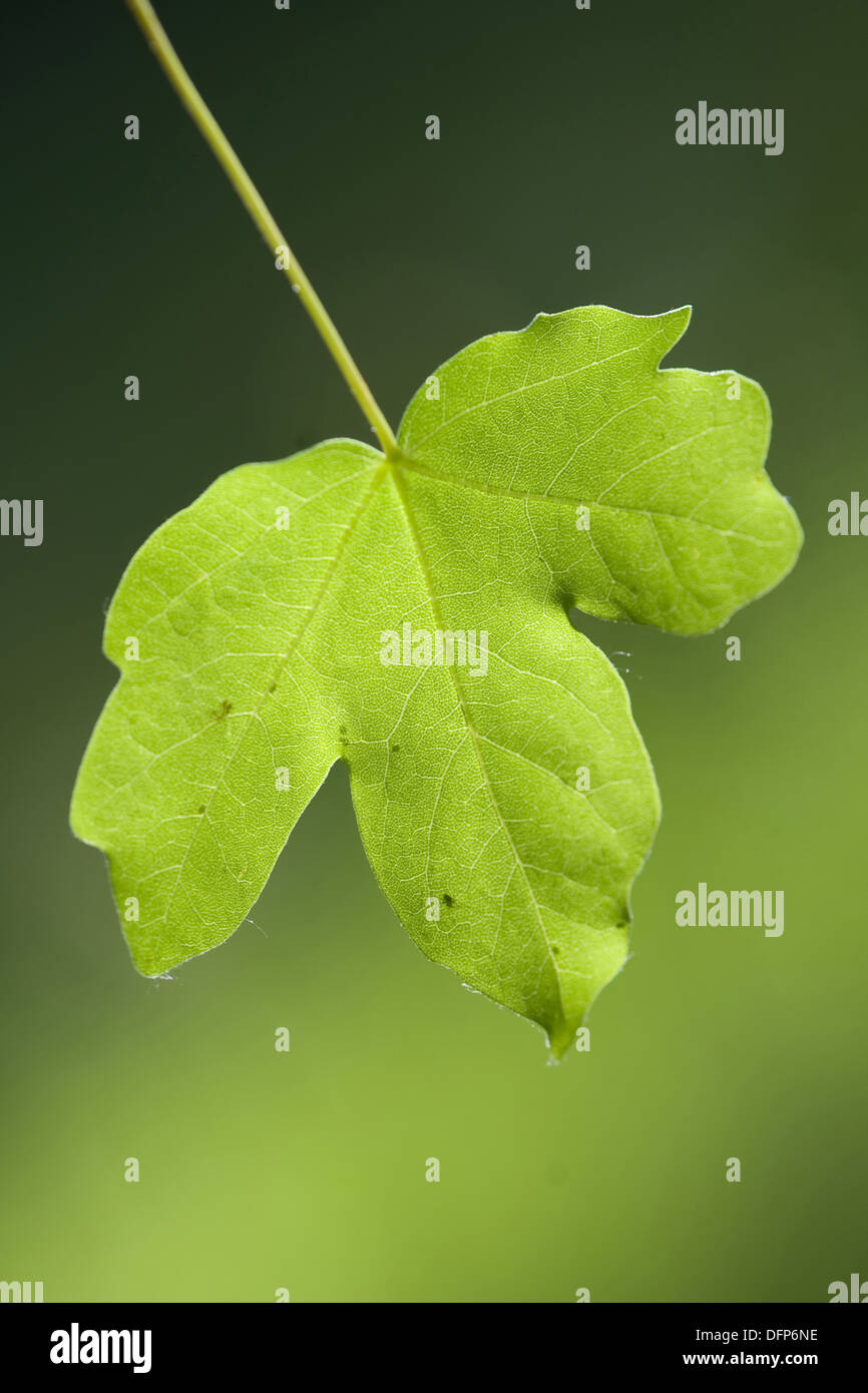 field maple, acer campestre Stock Photo - Alamy