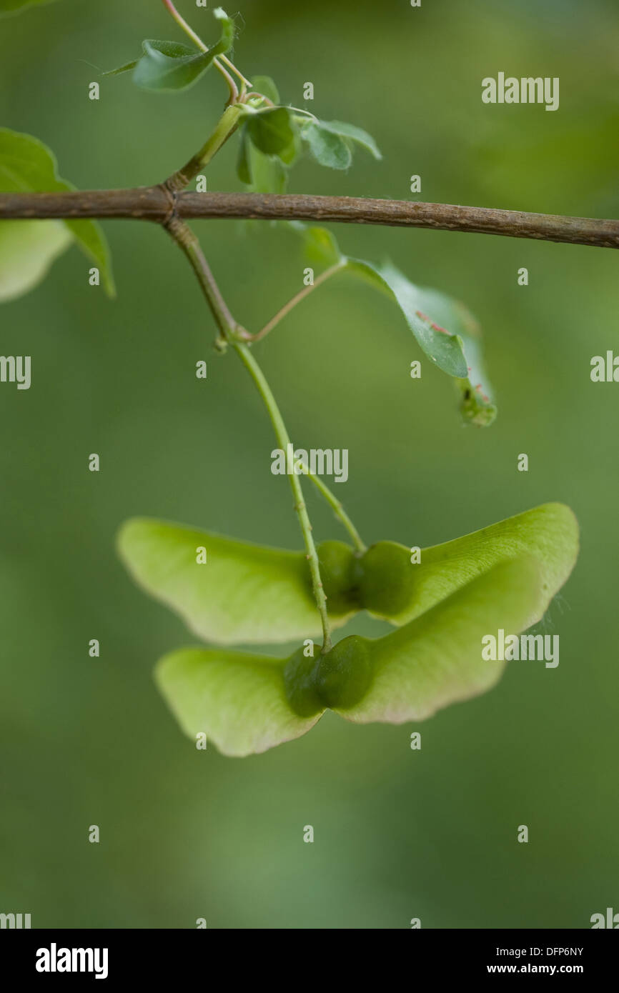 field maple, acer campestre Stock Photo - Alamy