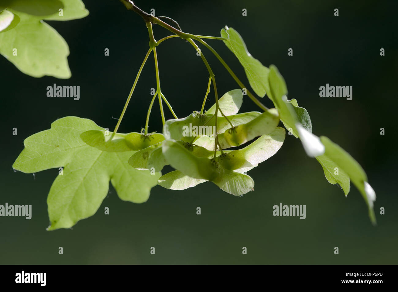 field maple, acer campestre Stock Photo - Alamy