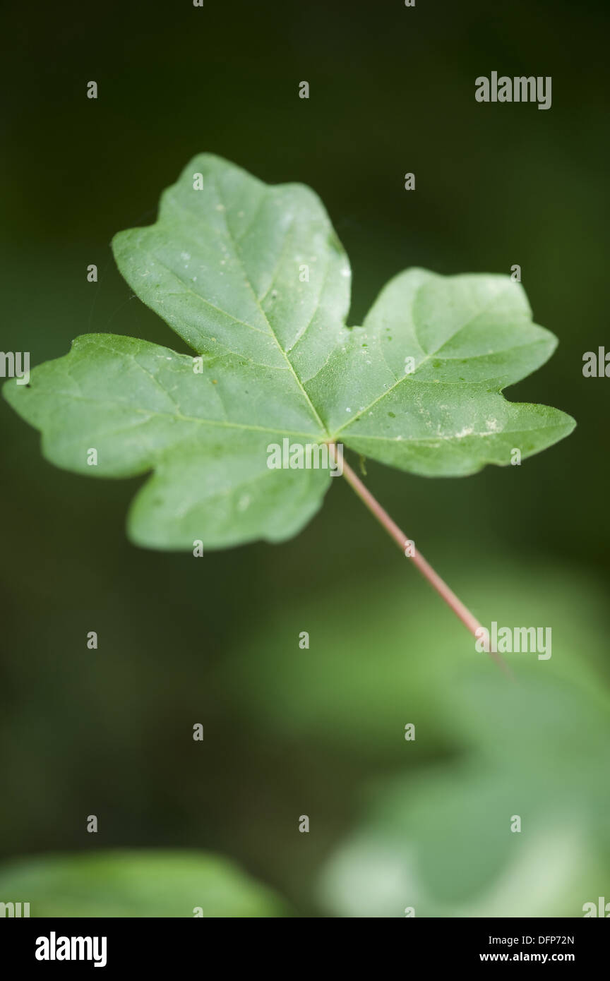 Field maple leaf hi-res stock photography and images - Alamy