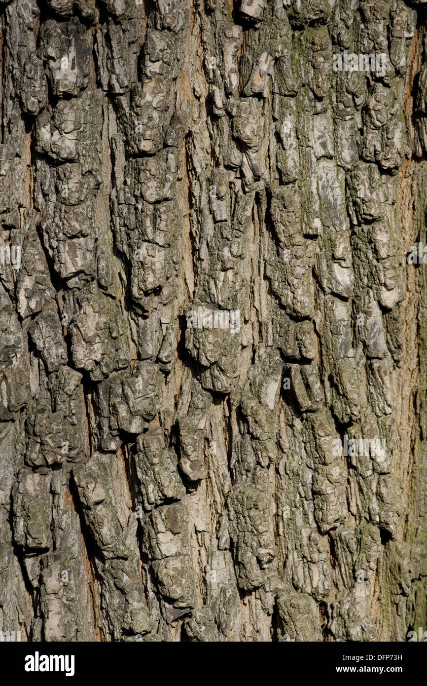 Field maple bark hi-res stock photography and images - Alamy