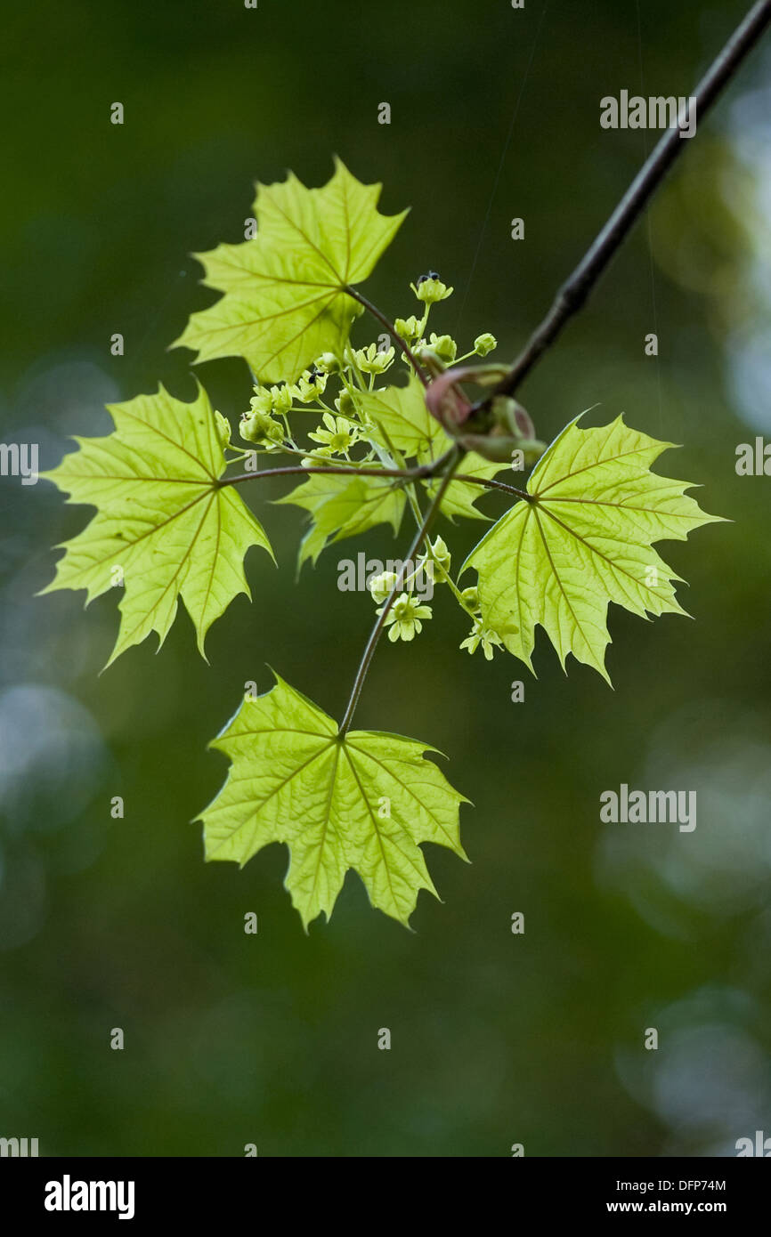 norway maple, acer platanoides Stock Photo - Alamy