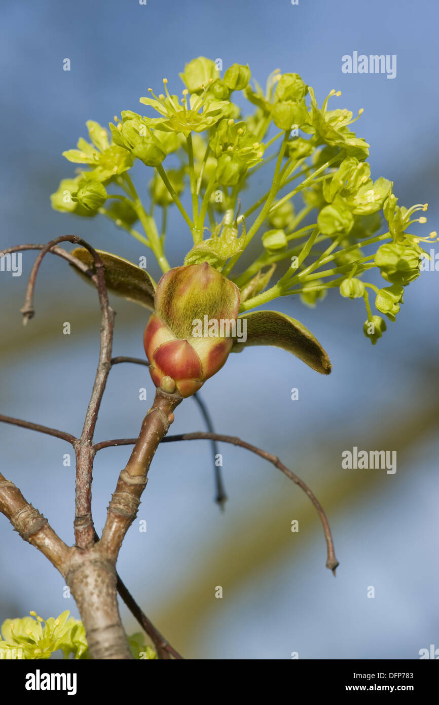 norway maple, acer platanoides Stock Photo - Alamy