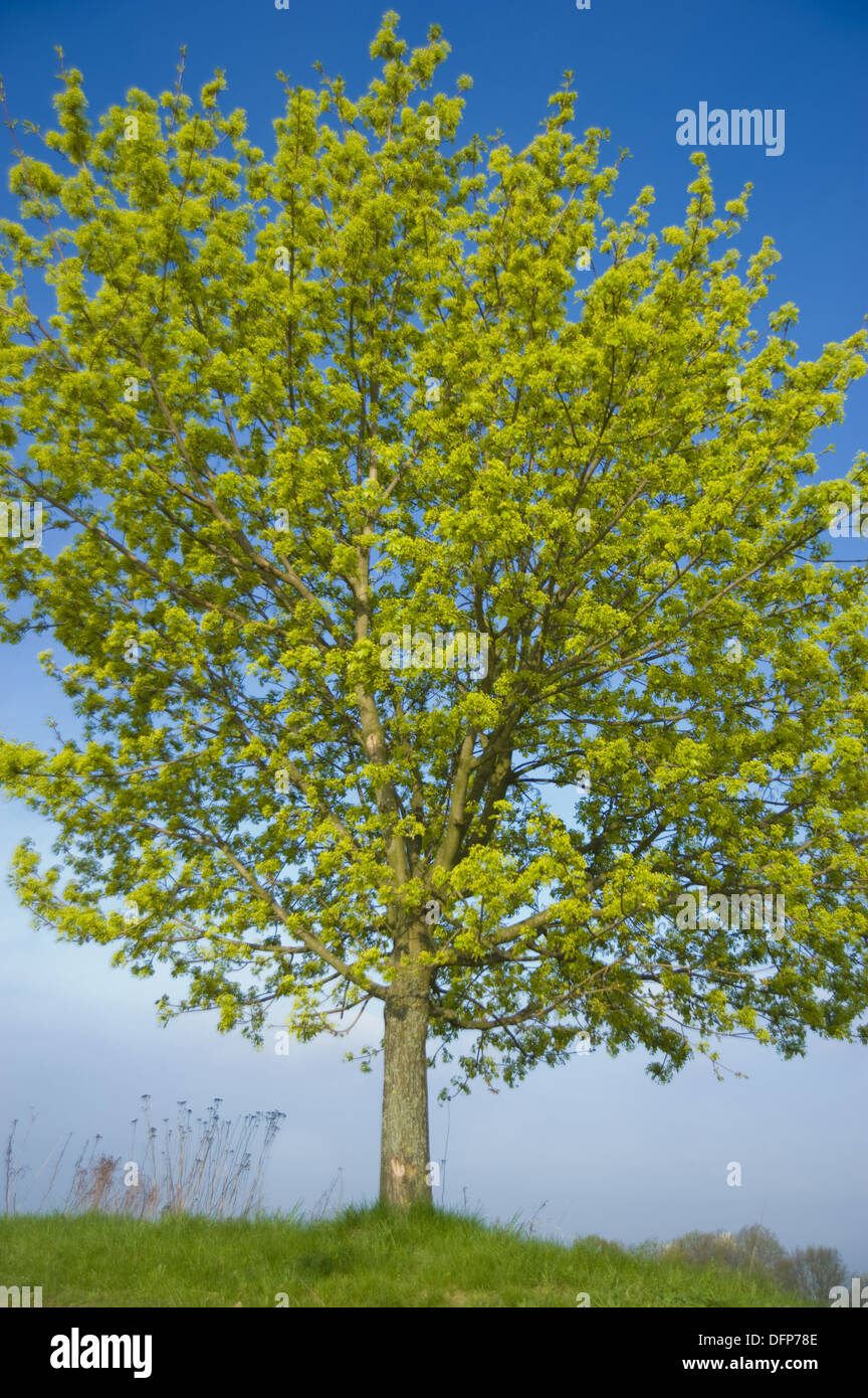 norway maple, acer platanoides Stock Photo - Alamy