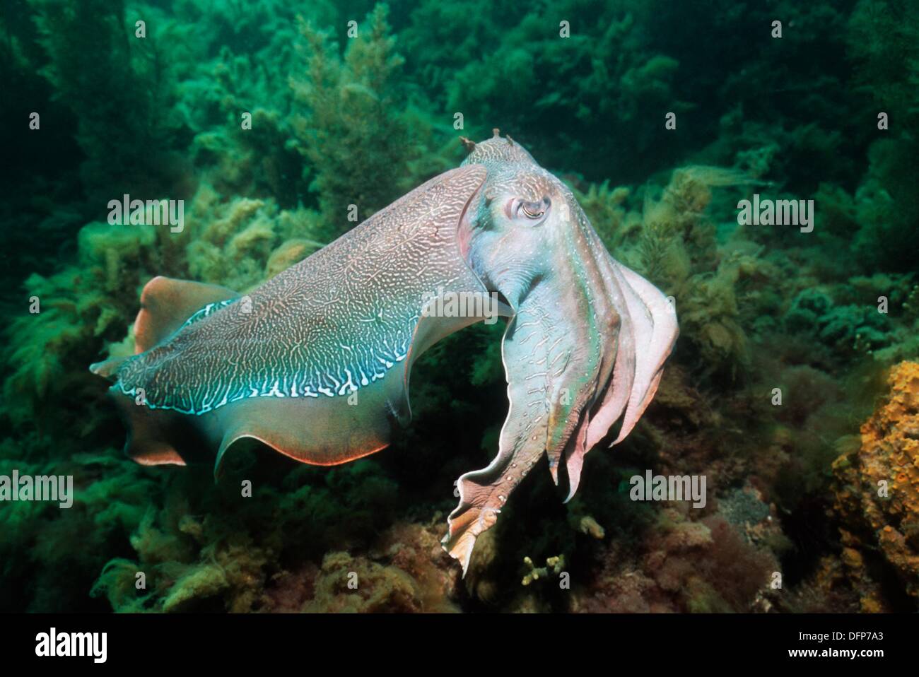 Whyalla cuttlefish hi-res stock photography and images - Alamy