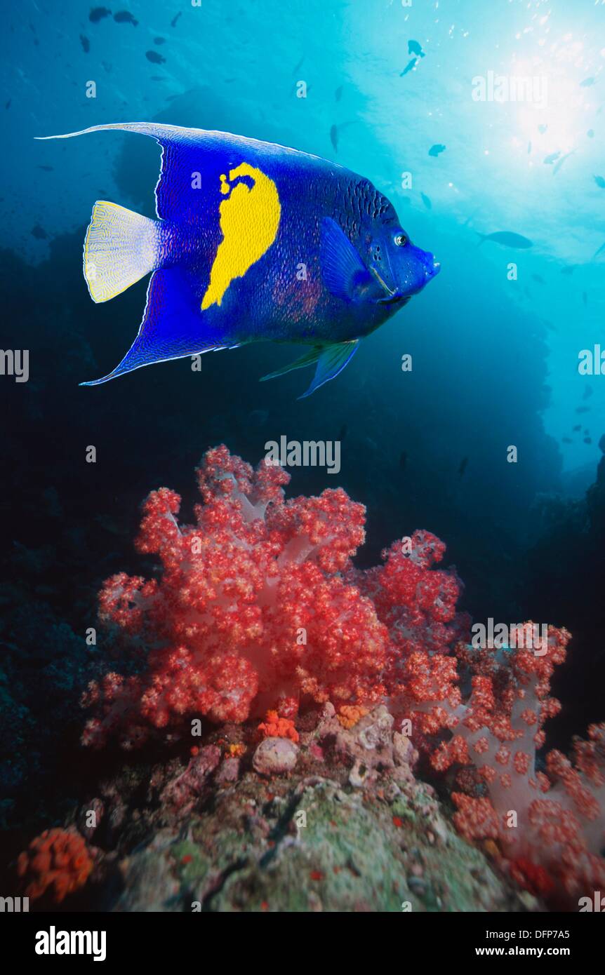 Yellowbar angelfish coral reef hi-res stock photography and images - Alamy