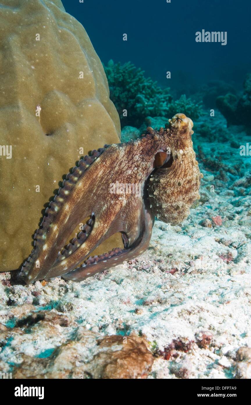 Day octopus octopus cyanea hunting hi-res stock photography and images ...
