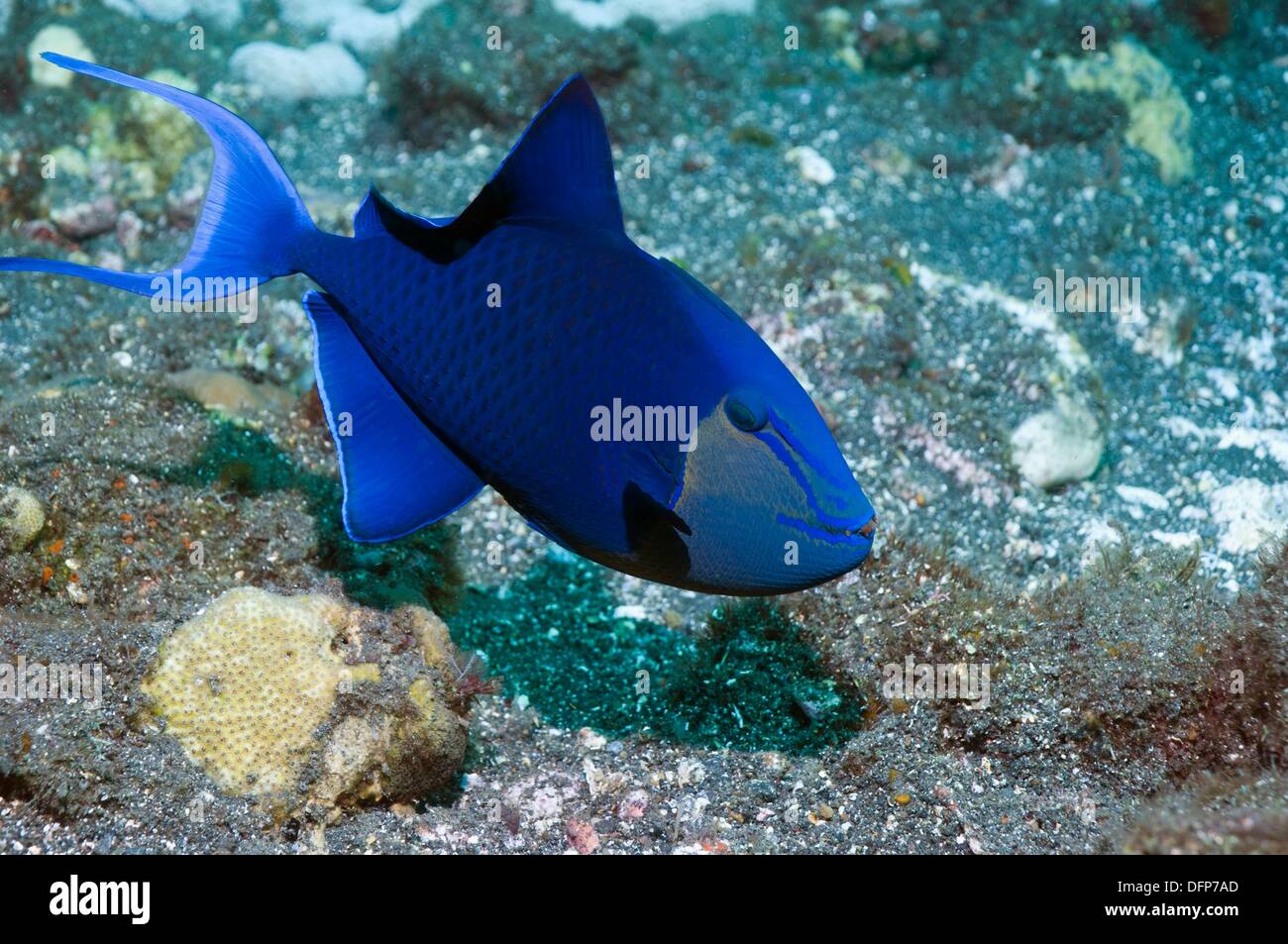 Redtoothed triggerfish odonus niger hi-res stock photography and images ...