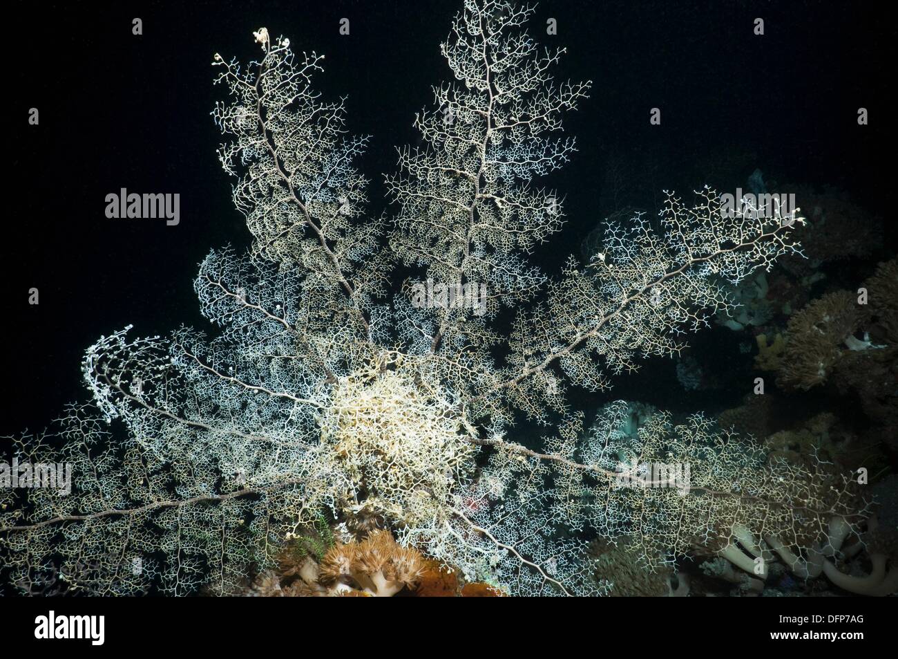 Astroboa nuda hi-res stock photography and images - Alamy