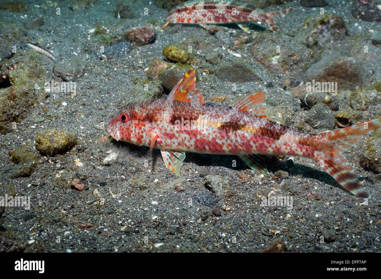 Freckled Goatfish High Resolution Stock Photography and Images - Alamy