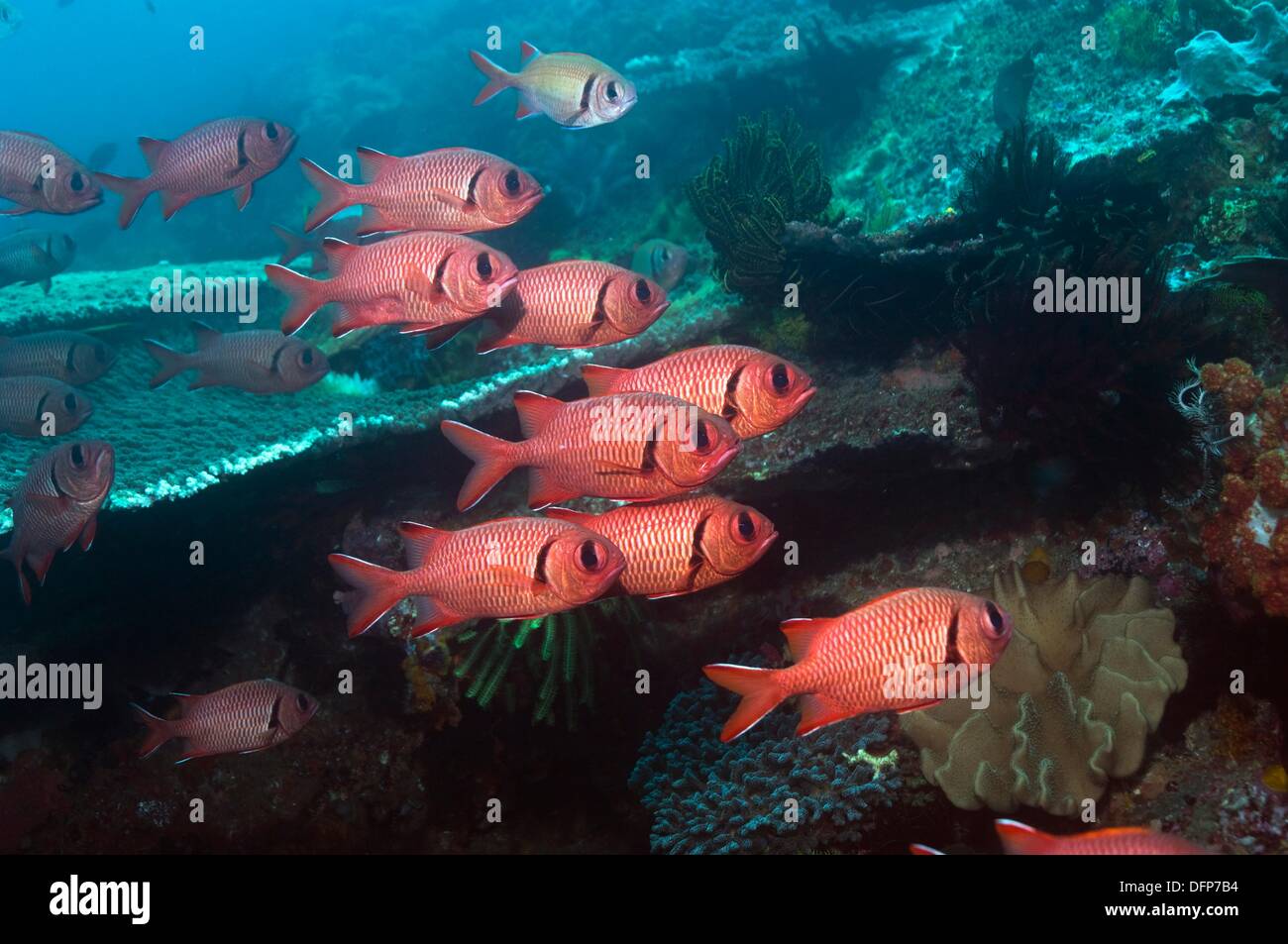 Big scale soldierfish hi-res stock photography and images - Alamy