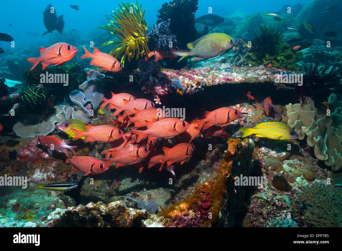 Big scale soldierfish hi-res stock photography and images - Alamy