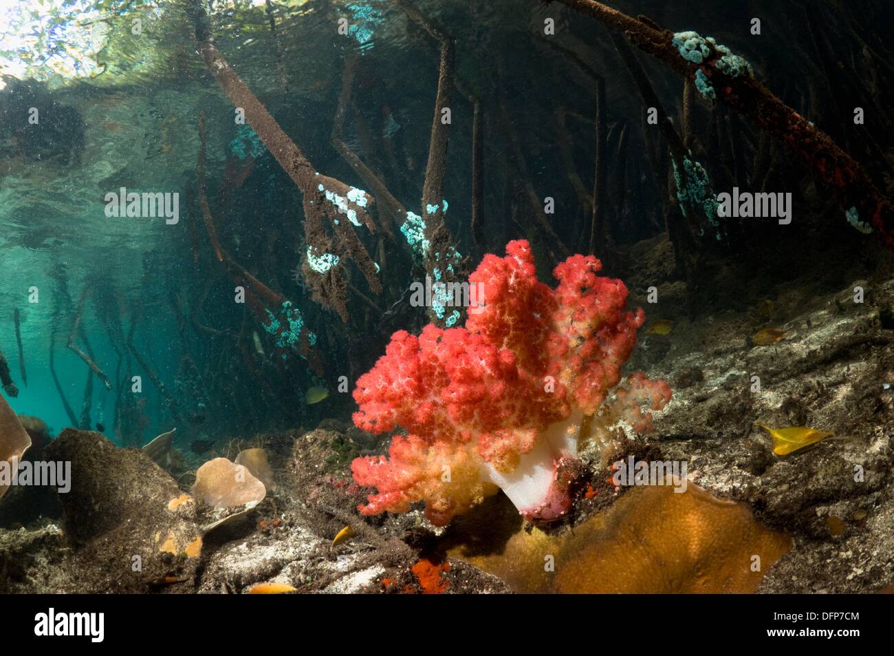 Octocorallia soft corals hi-res stock photography and images - Alamy