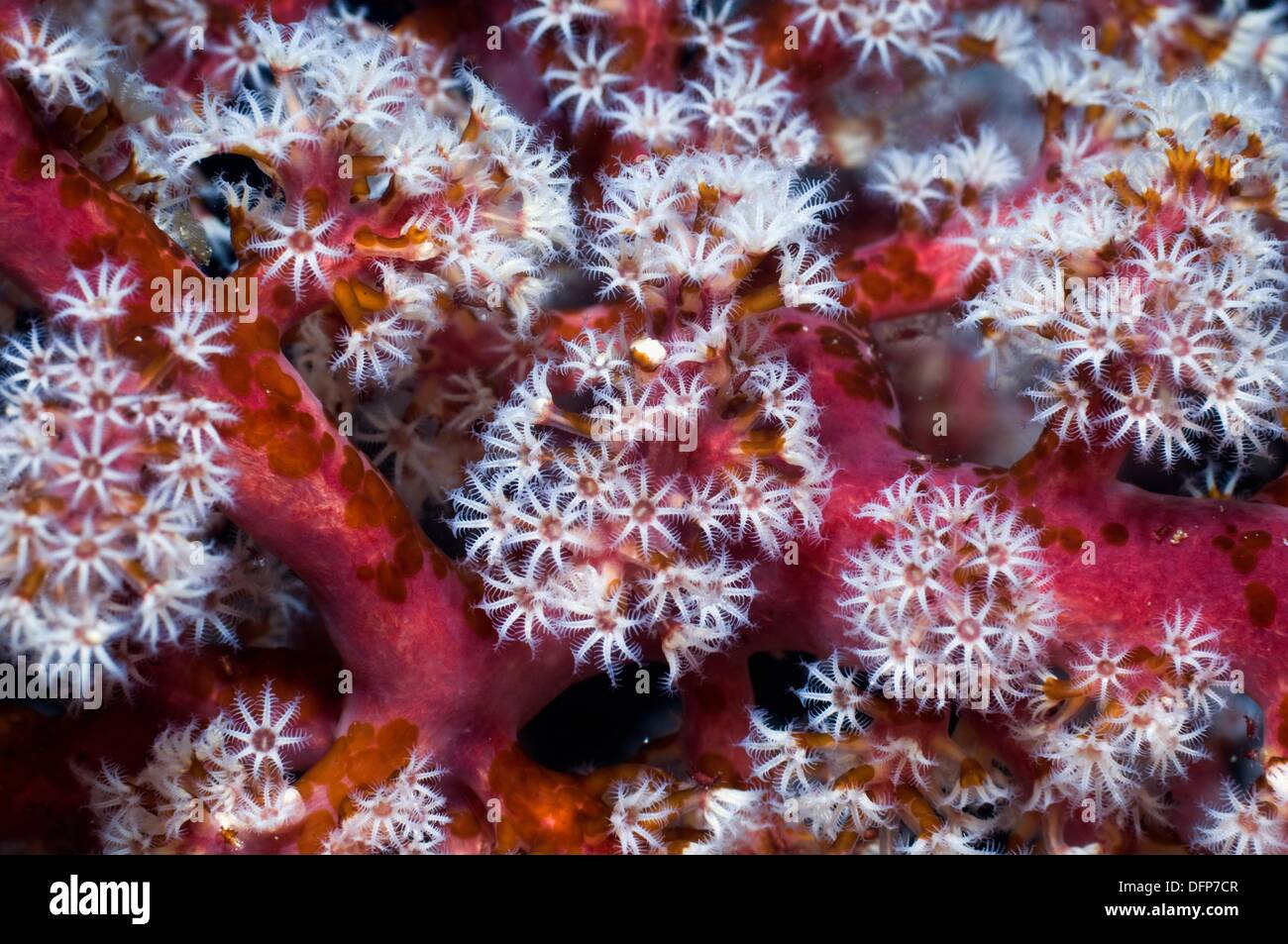 Waminoa flatworm waminoa flatworms hi-res stock photography and images ...