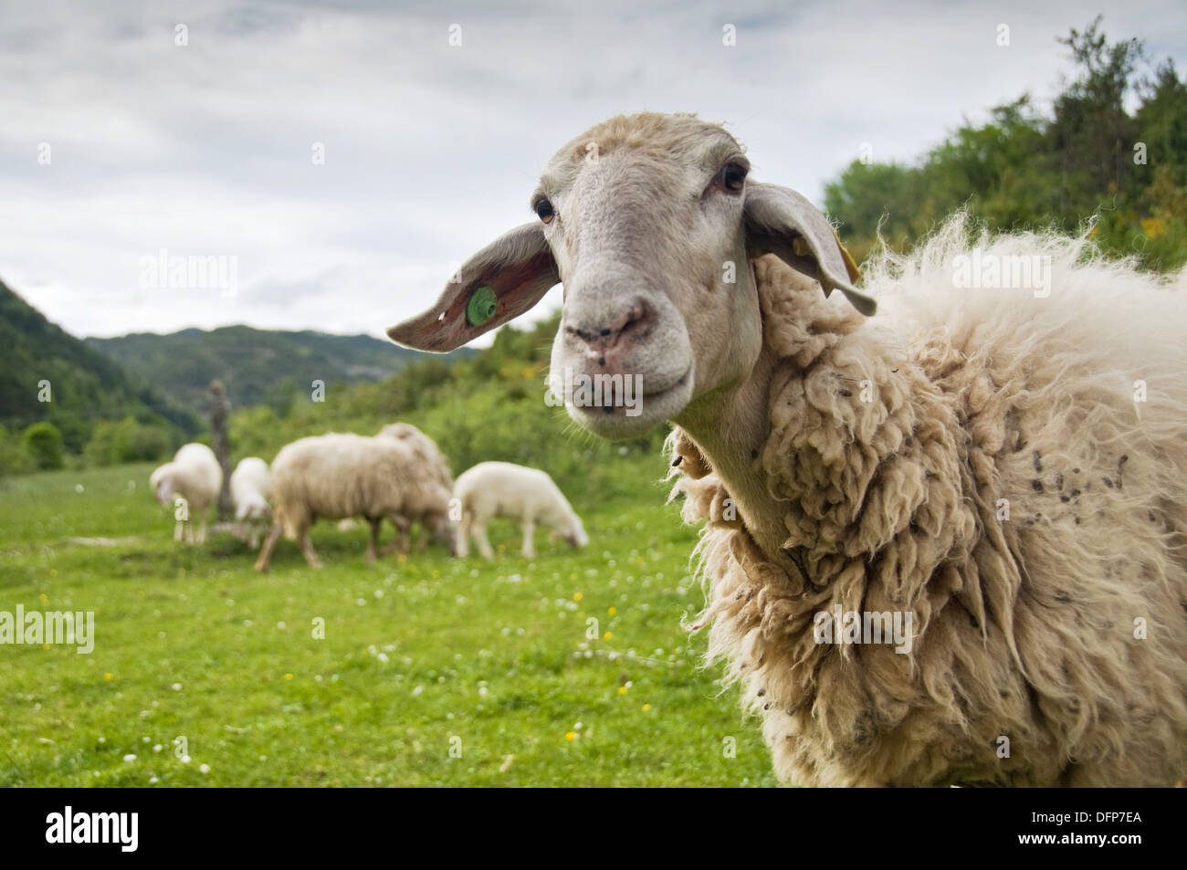 Assaf Sheep High Resolution Stock Photography and Images - Alamy
