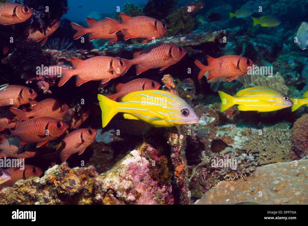 Blueline kasmira snappers lutjanus kasmira hi-res stock photography and ...