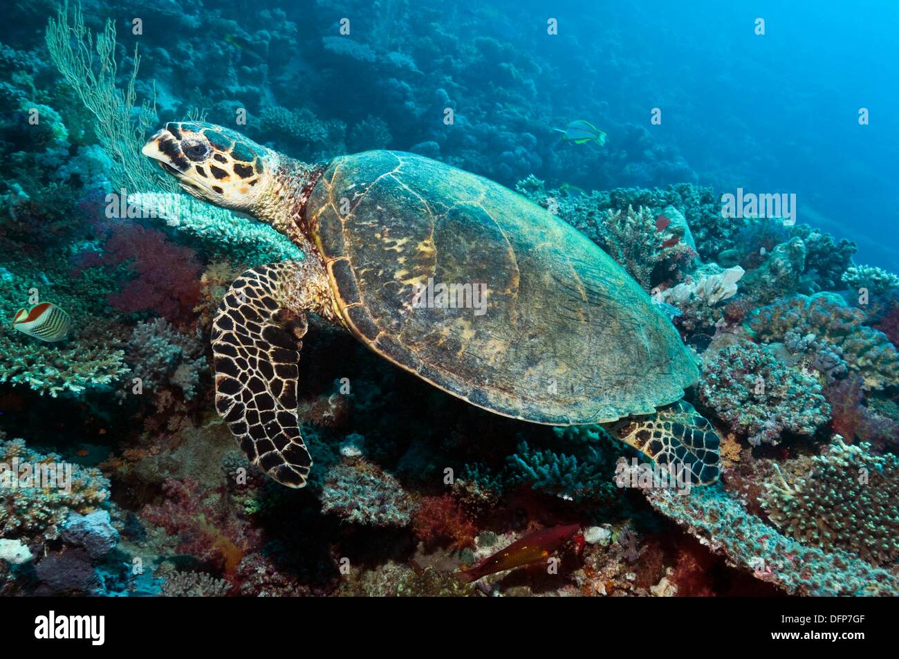 Egypt species hi-res stock photography and images - Alamy