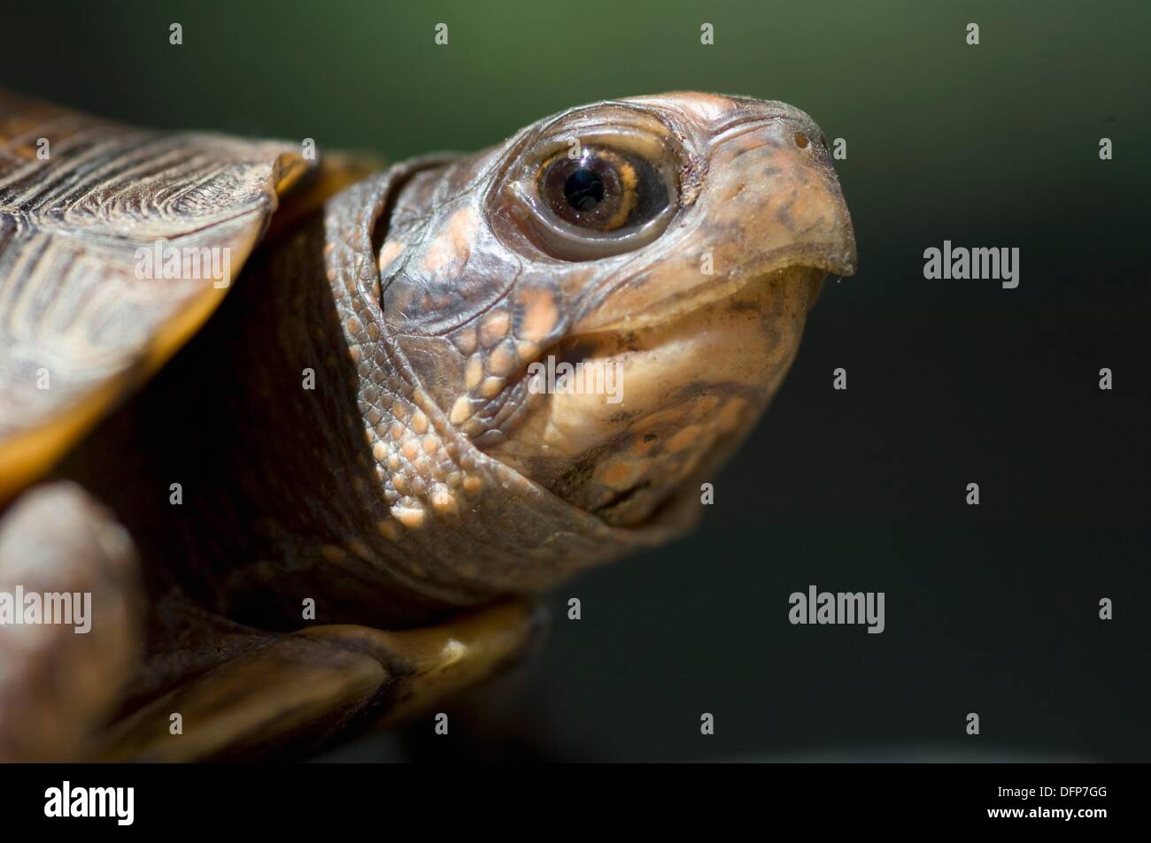 Eastern Box Turtle High Resolution Stock Photography and Images - Alamy