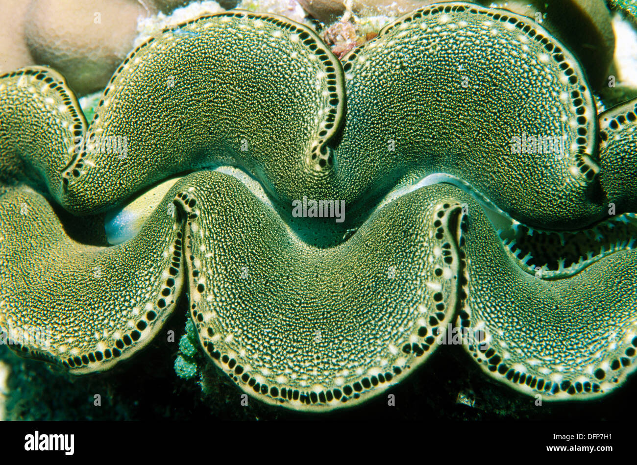 Boring clam hi-res stock photography and images - Alamy
