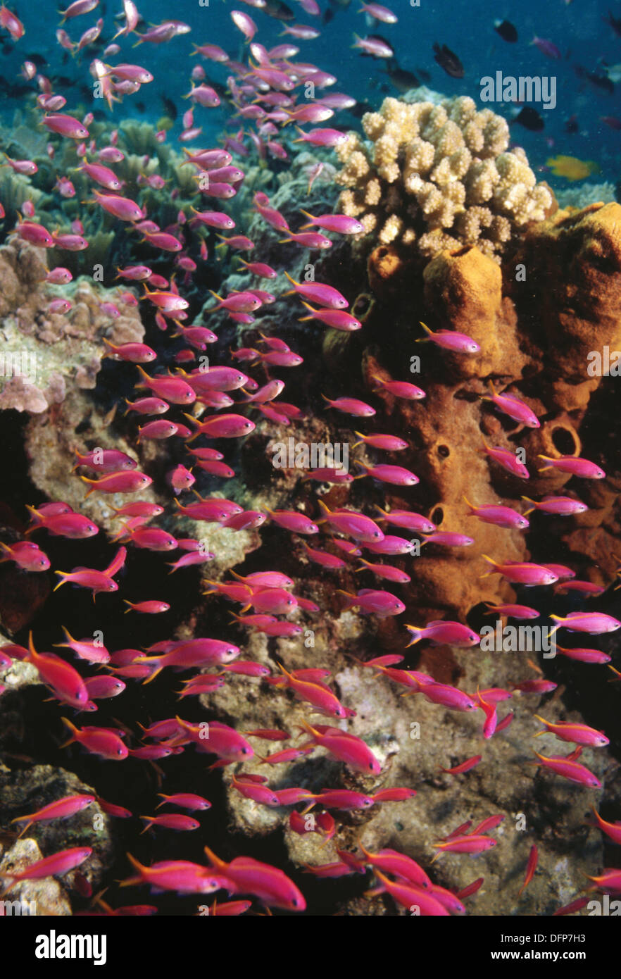 Tuka Stock Photos & Tuka Stock Images - Alamy